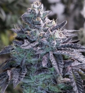 Grounded Genetics – Goodtripclub