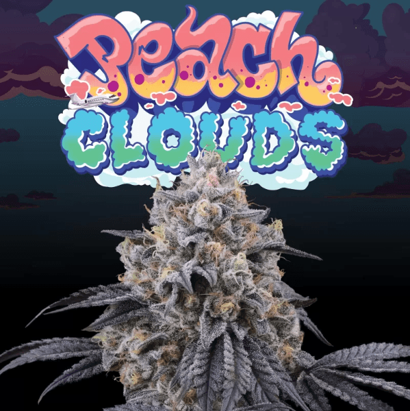 Peach Clouds – Perfect Tree – Goodtripclub