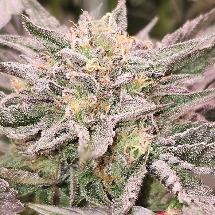 Pink Bacio – KARMA GENETICS – Goodtripclub